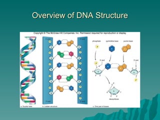 Structure of dna and replication2012 | PPT