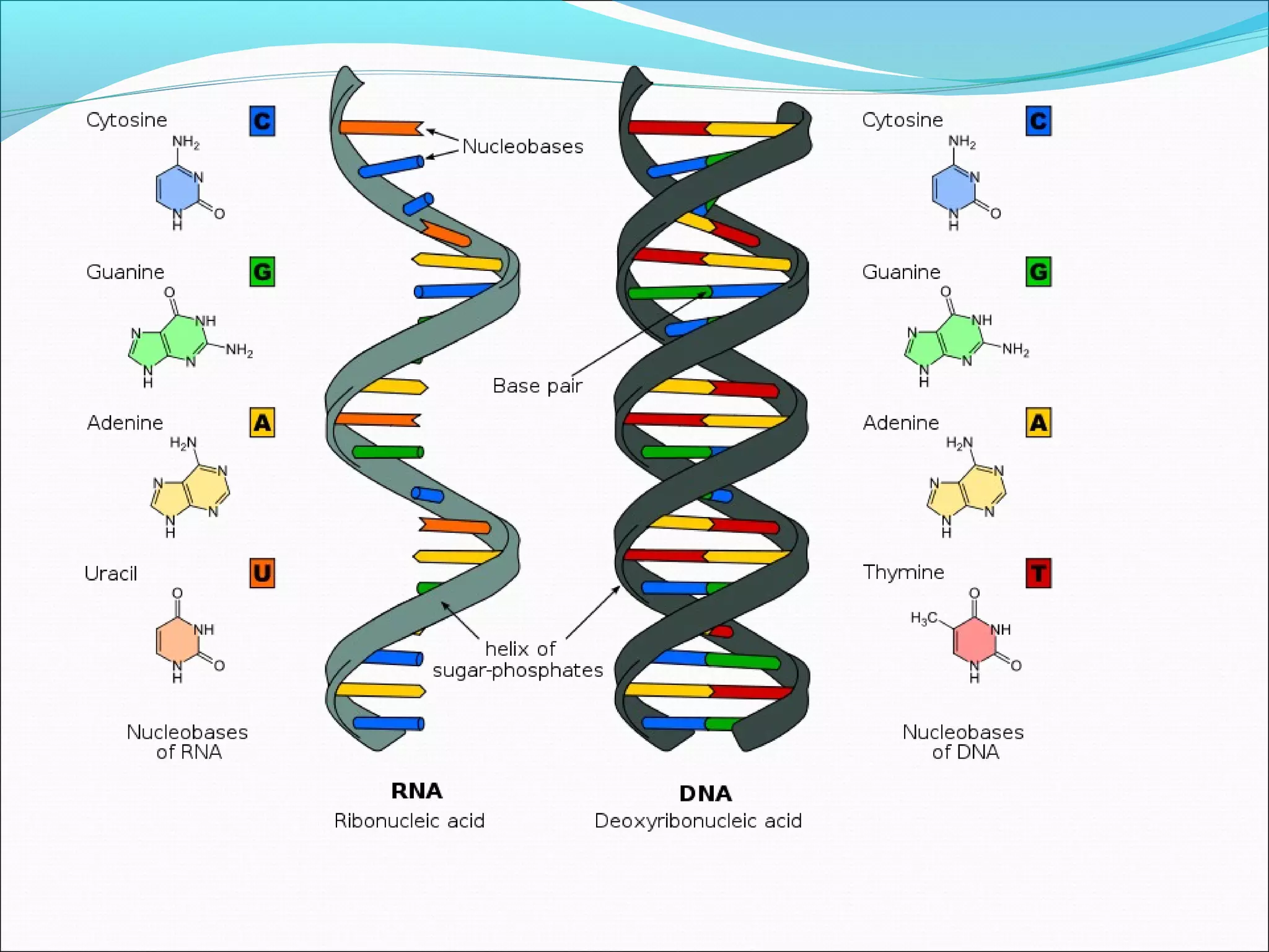 Structure of dna and rna | PPT