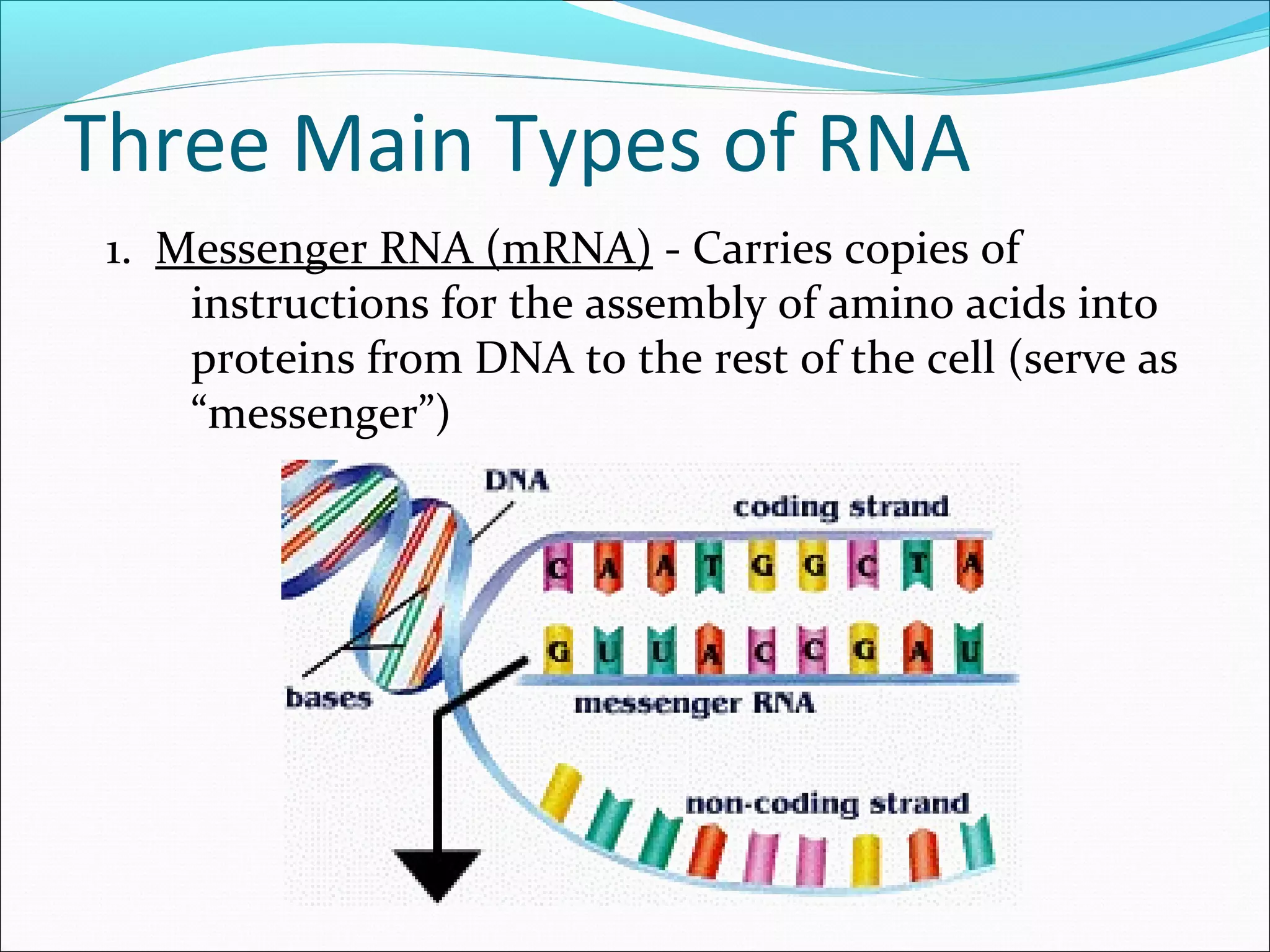 Structure of dna and rna | PPT