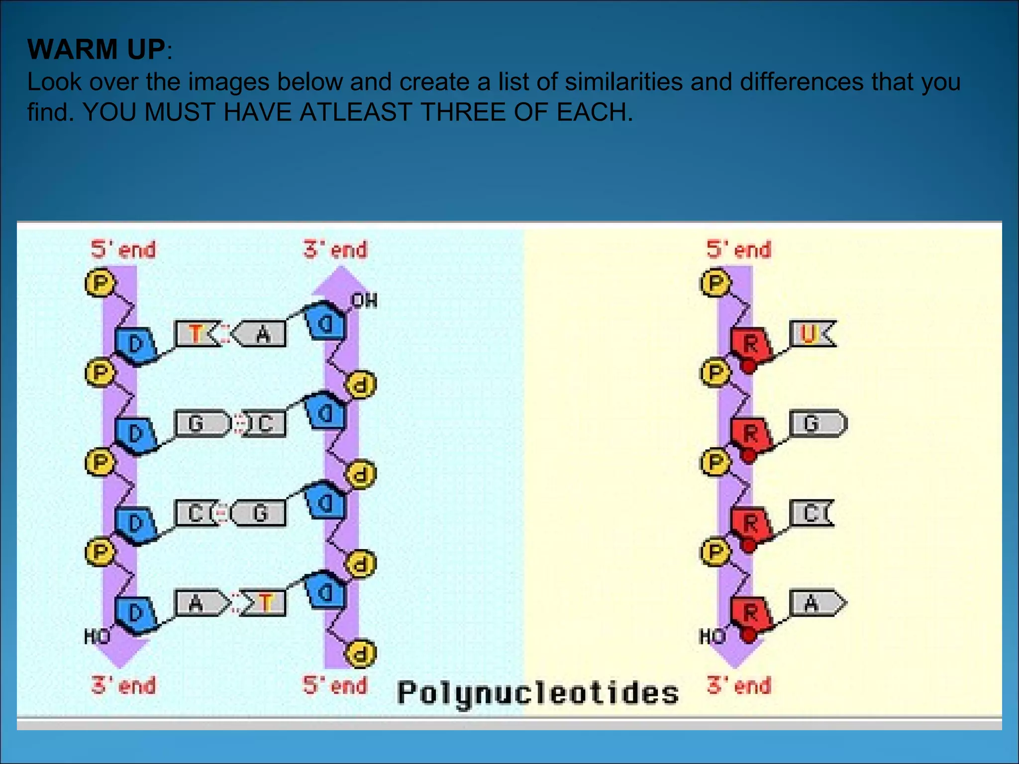 Structure of dna and rna | PPT