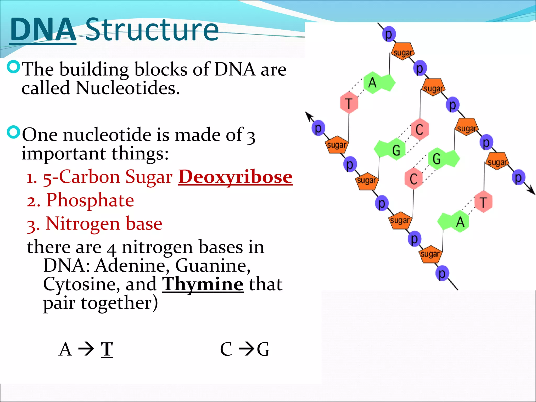 Structure of dna and rna | PPT