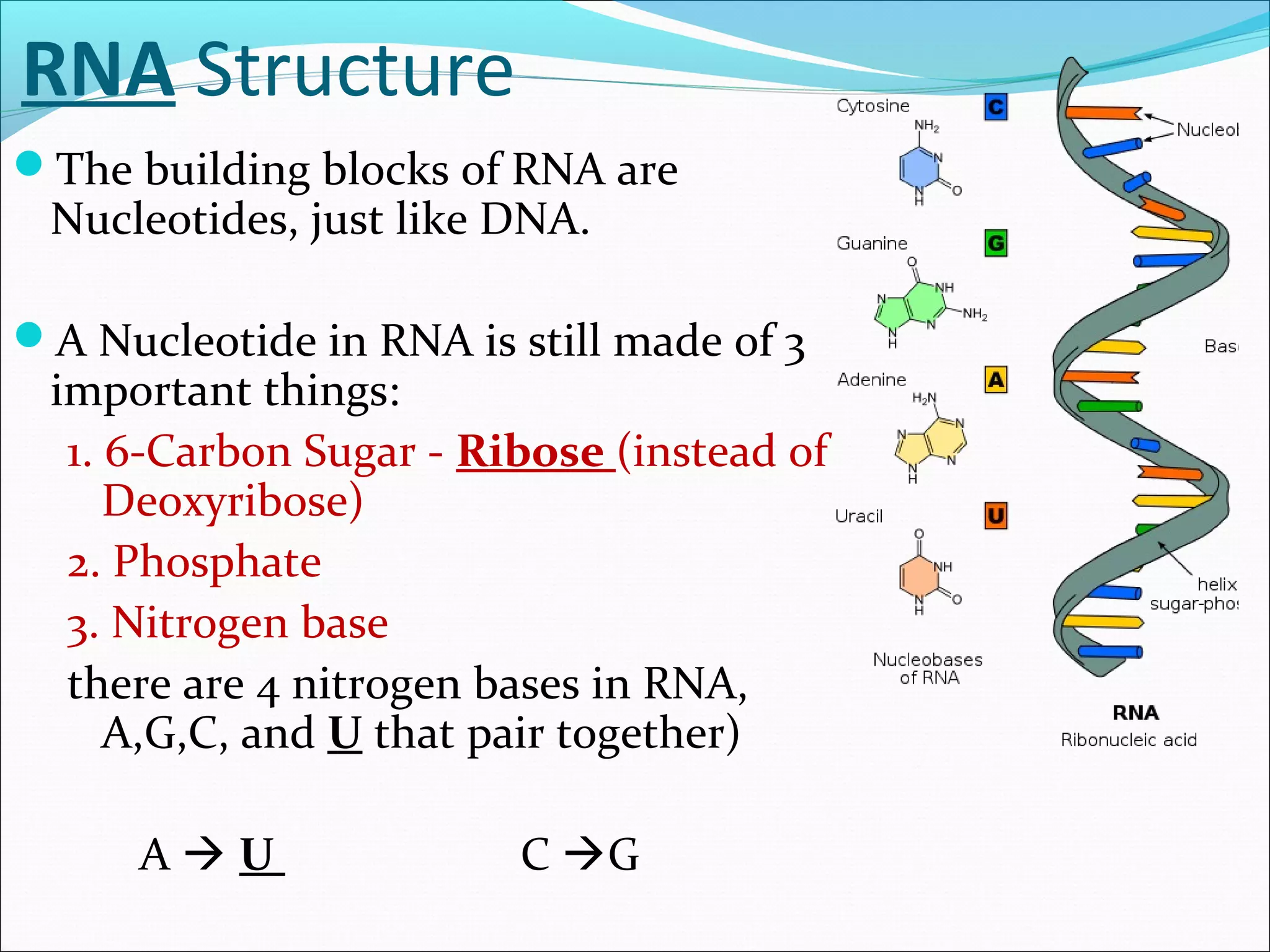 Structure of dna and rna | PPT