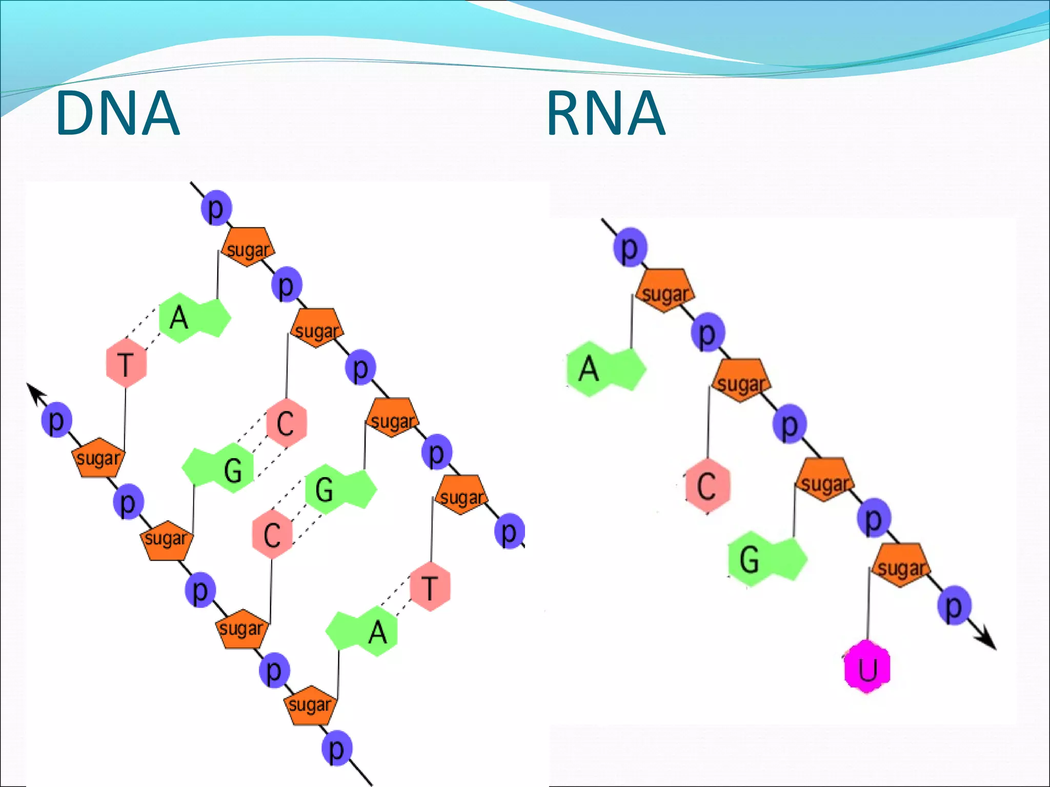 Structure of dna and rna | PPT
