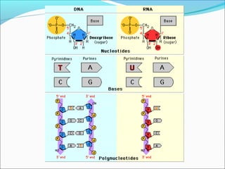 Structure of dna and rna | PPT