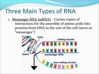 Structure of dna and rna | PPT