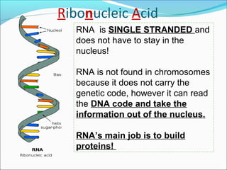 Structure of dna and rna | PPT