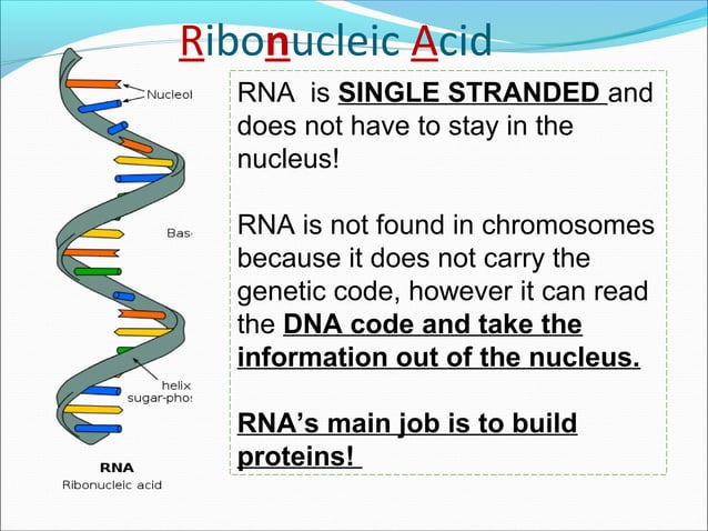 Structure of dna and rna | PPT | Chemistry | Science