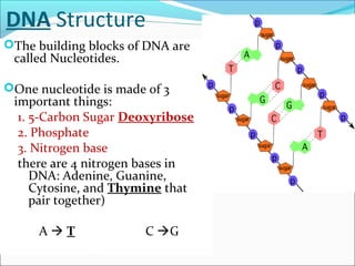 Structure of dna and rna | PPT