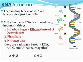 Structure of dna and rna | PPT