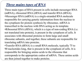 Structure of DNA and RNA and its functions | PPT