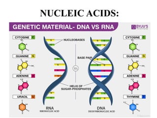 Comprehensive Overview of Nucleic Acids: DNA and RNA Functions ...