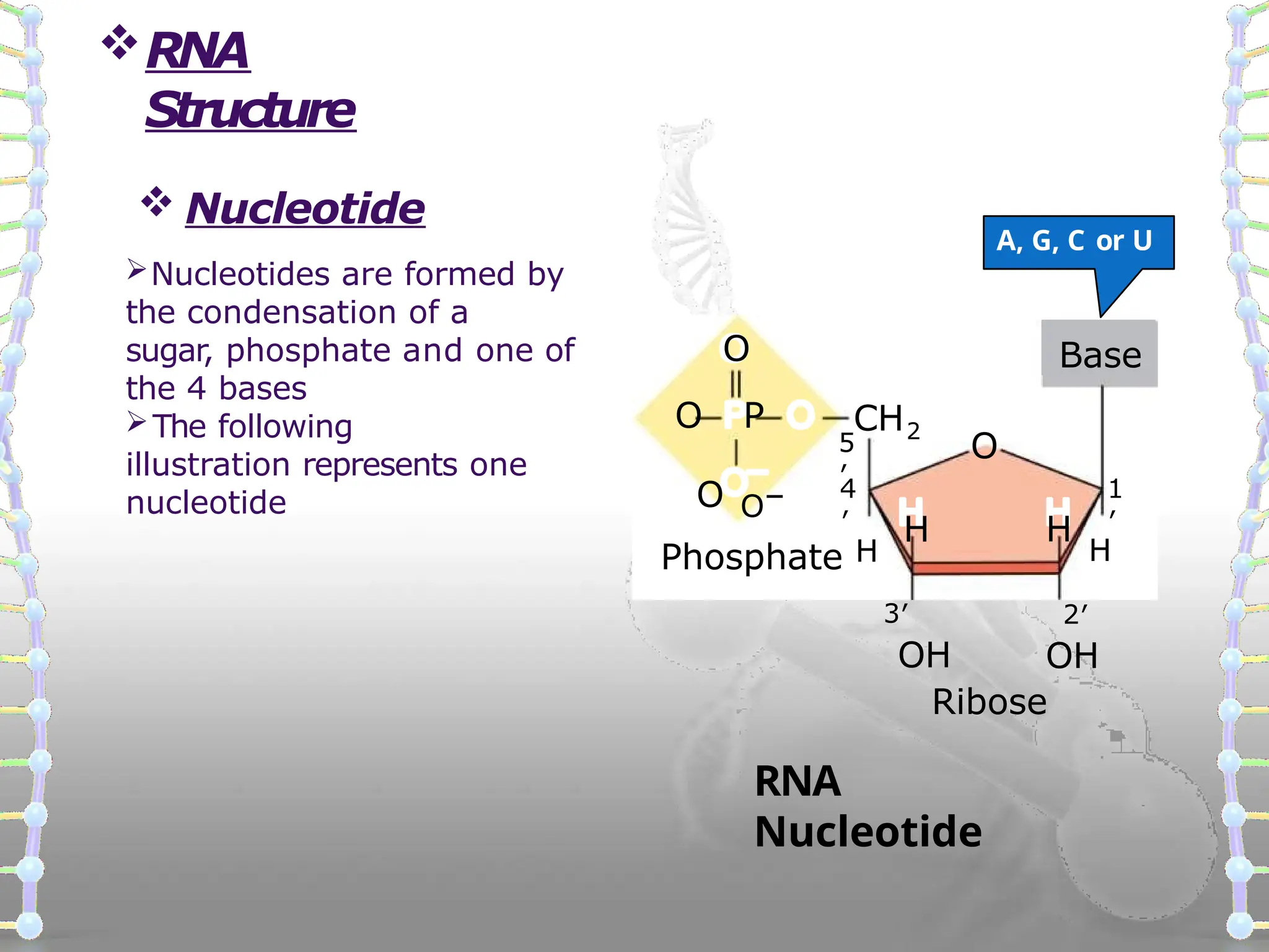 Structure of DNA and RNA and functions.pptx