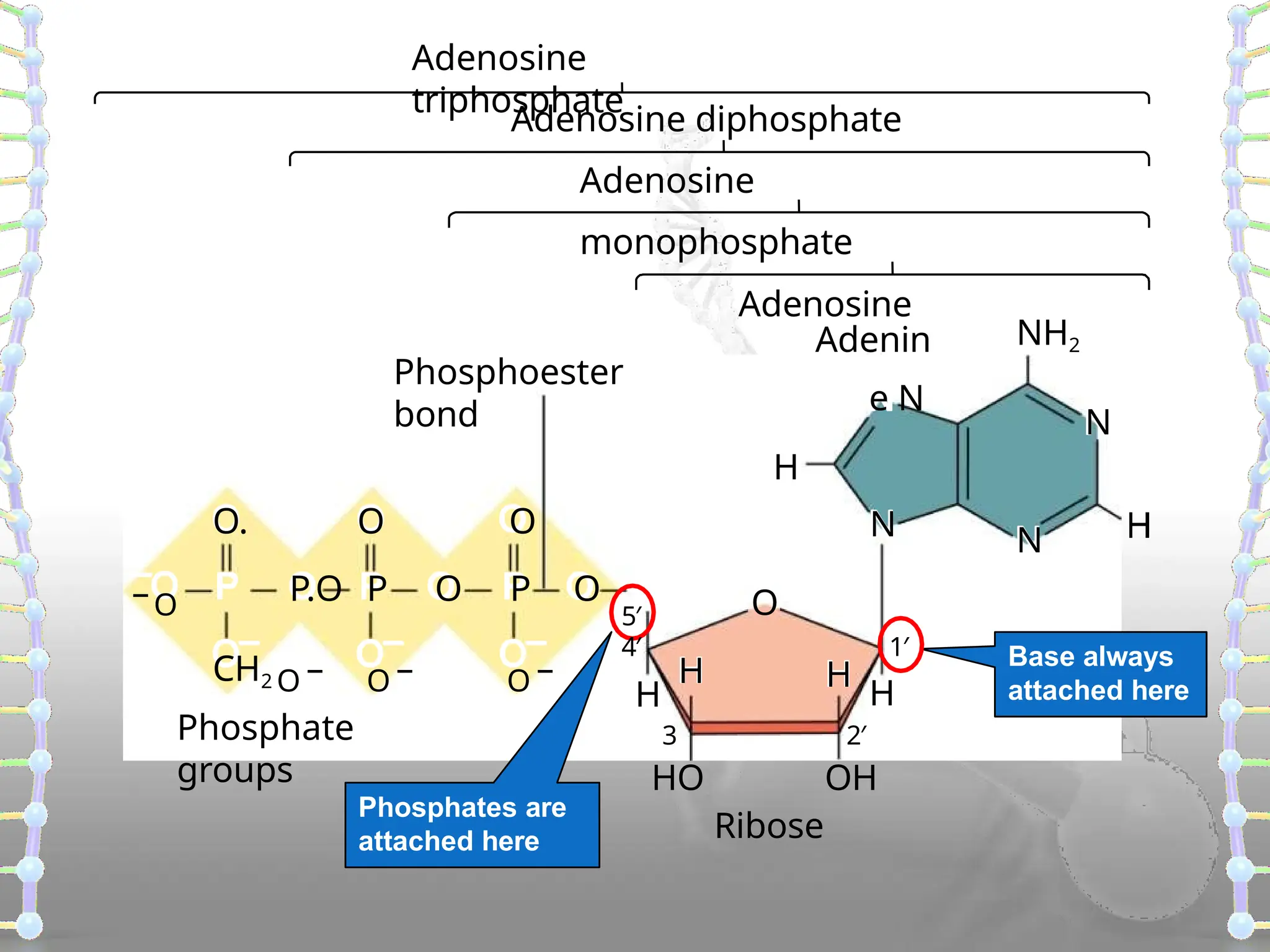 Structure of DNA and RNA and functions.pptx