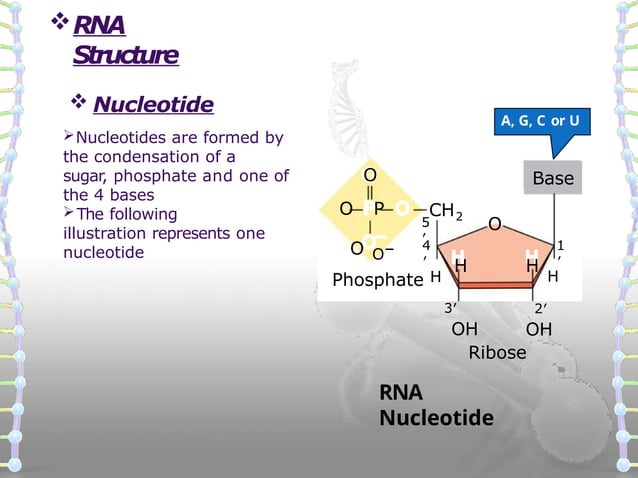 Structure of DNA and RNA and functions.pptx