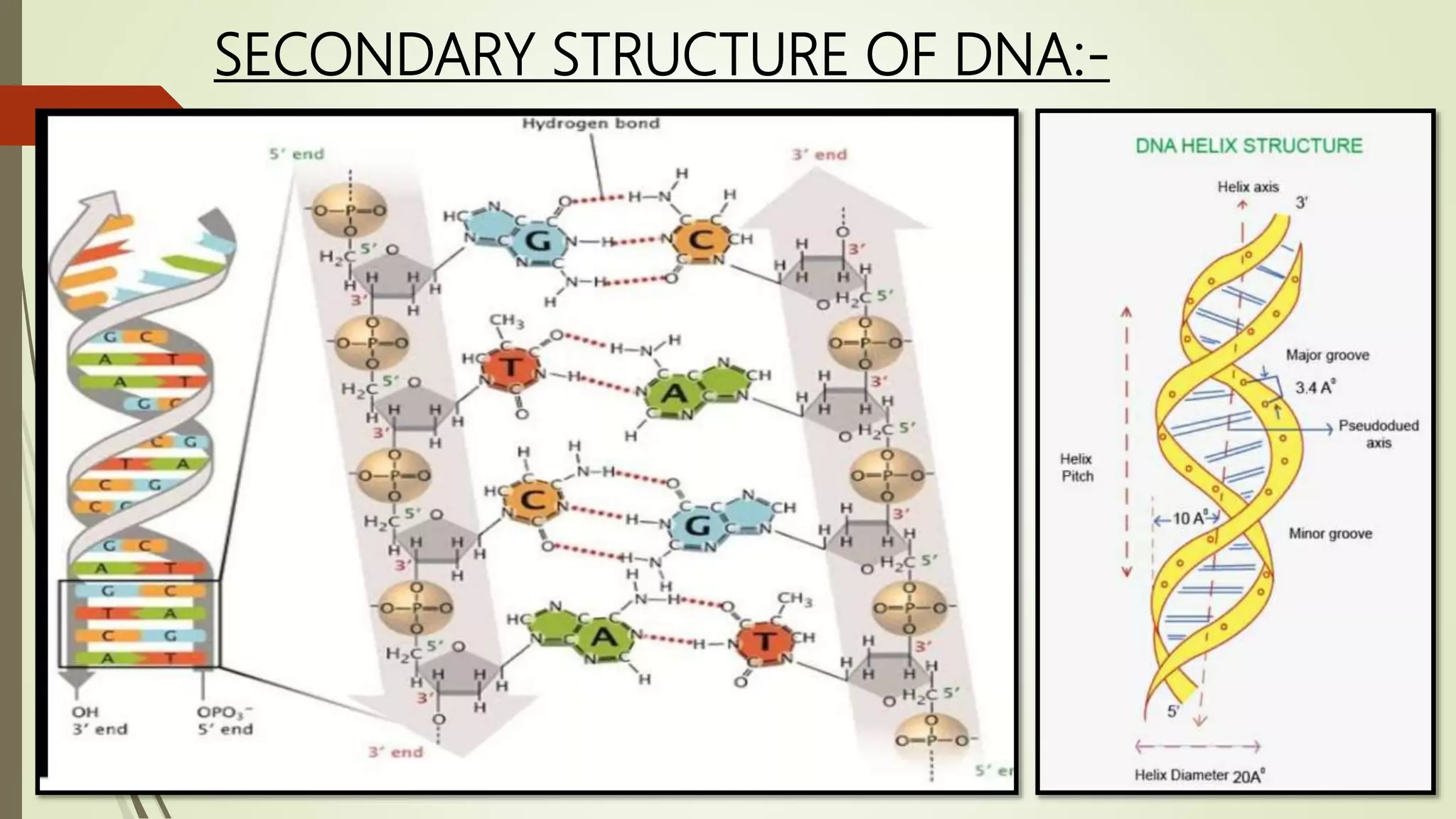 STRUCTURE OF DNA AND THEIR TYPES.pptx