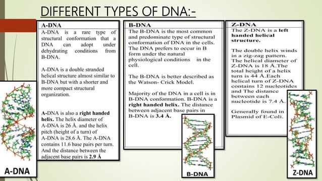 STRUCTURE OF DNA AND THEIR TYPES.pptx