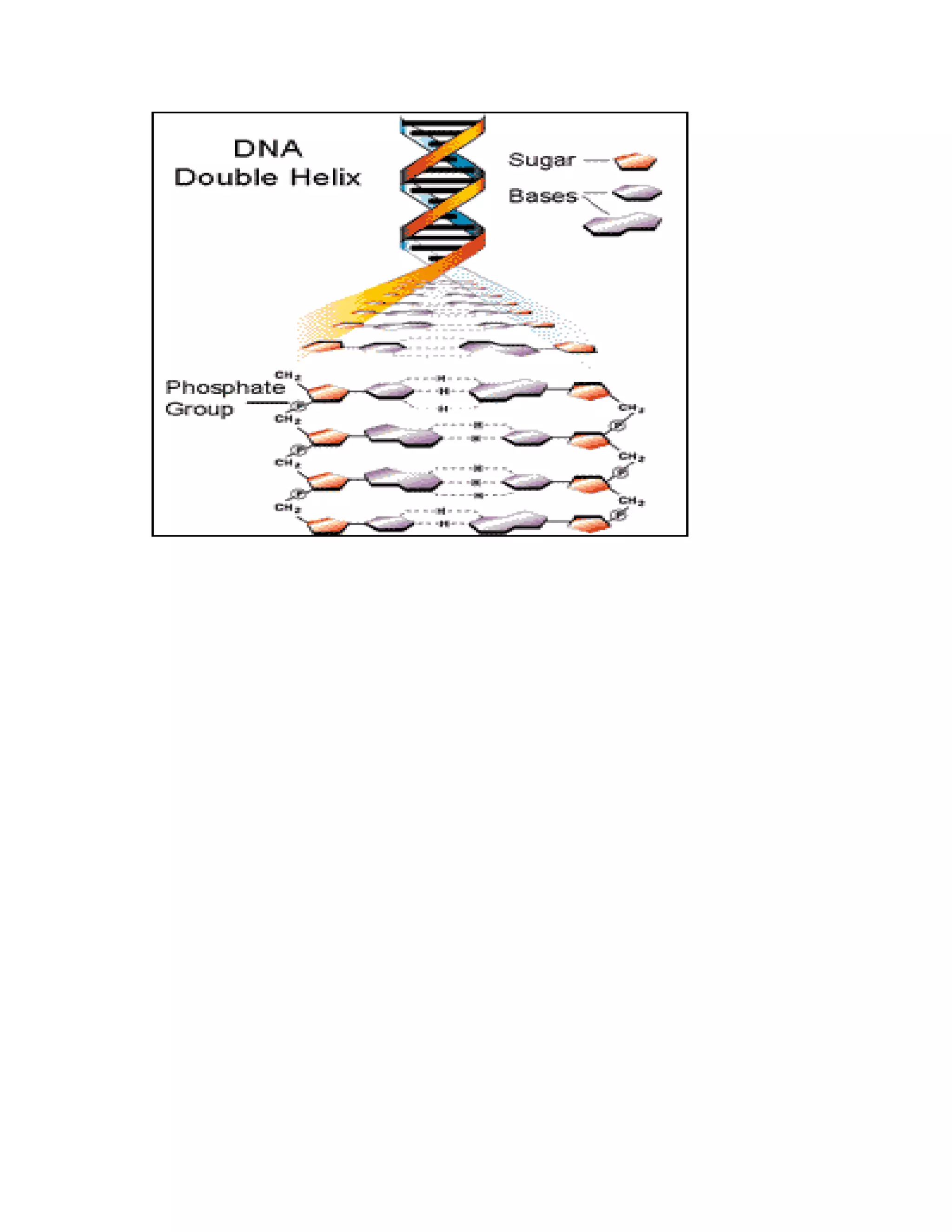 STRUCTURE OF DNA | DOCX