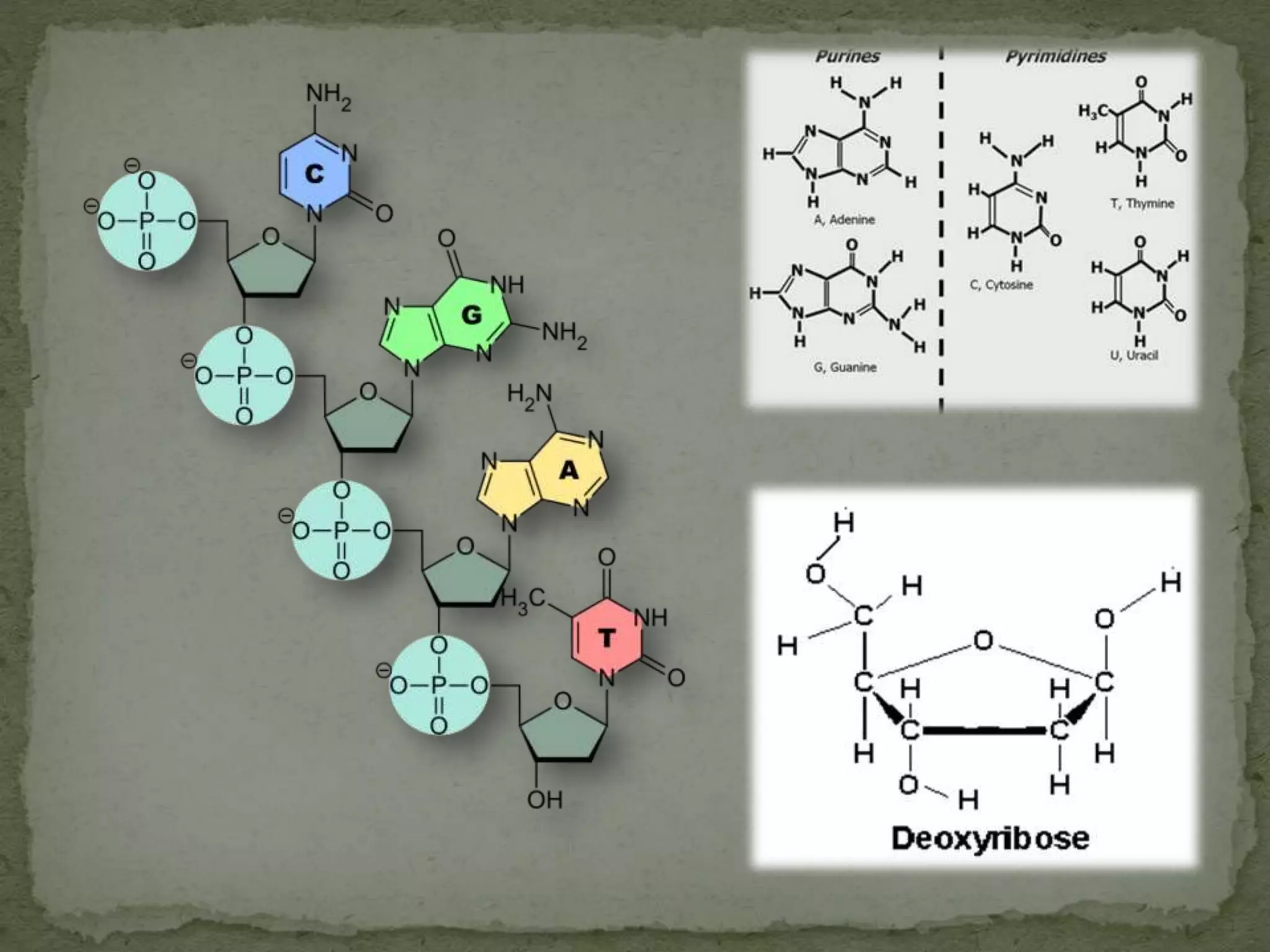 Structure of DNA by syed aasim haq | PPTX
