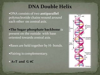 Structure of DNA by syed aasim haq | PPTX