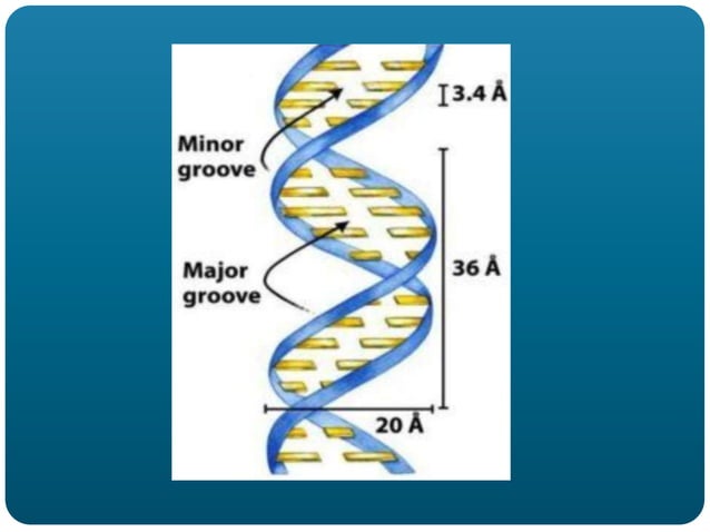 Structure of dna , dna polymorphism | PPTX | Chemistry | Science