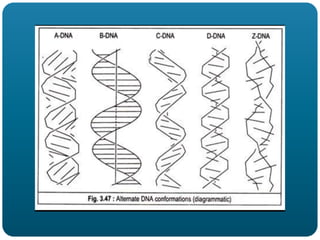 Structure of dna , dna polymorphism | PPTX