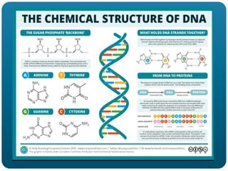 Structure of dna , dna polymorphism | PPTX