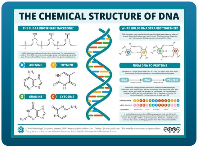 Structure of dna , dna polymorphism | PPTX | Chemistry | Science