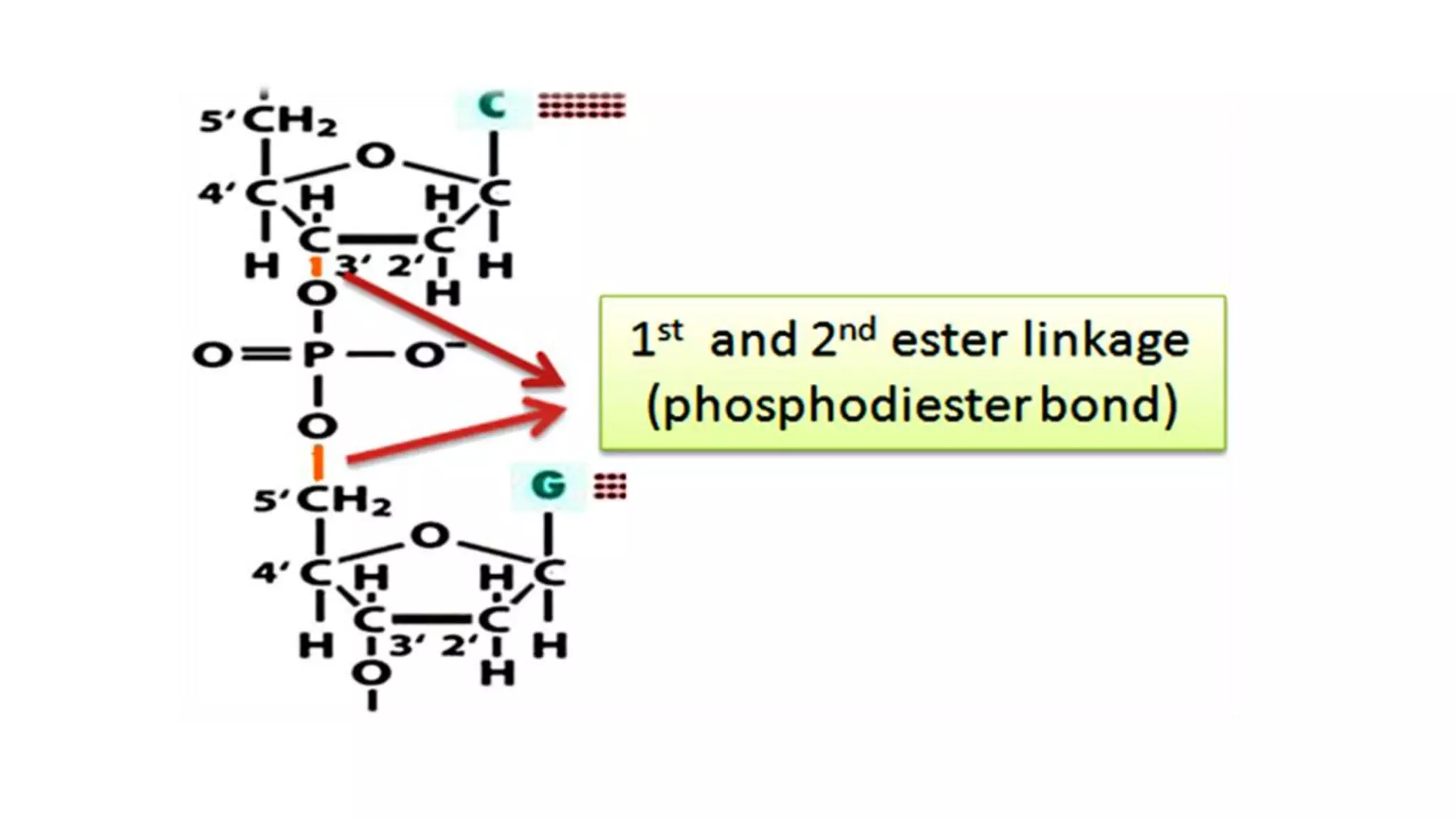 Structure of dna, its organization & functions, july 2020 | PPT