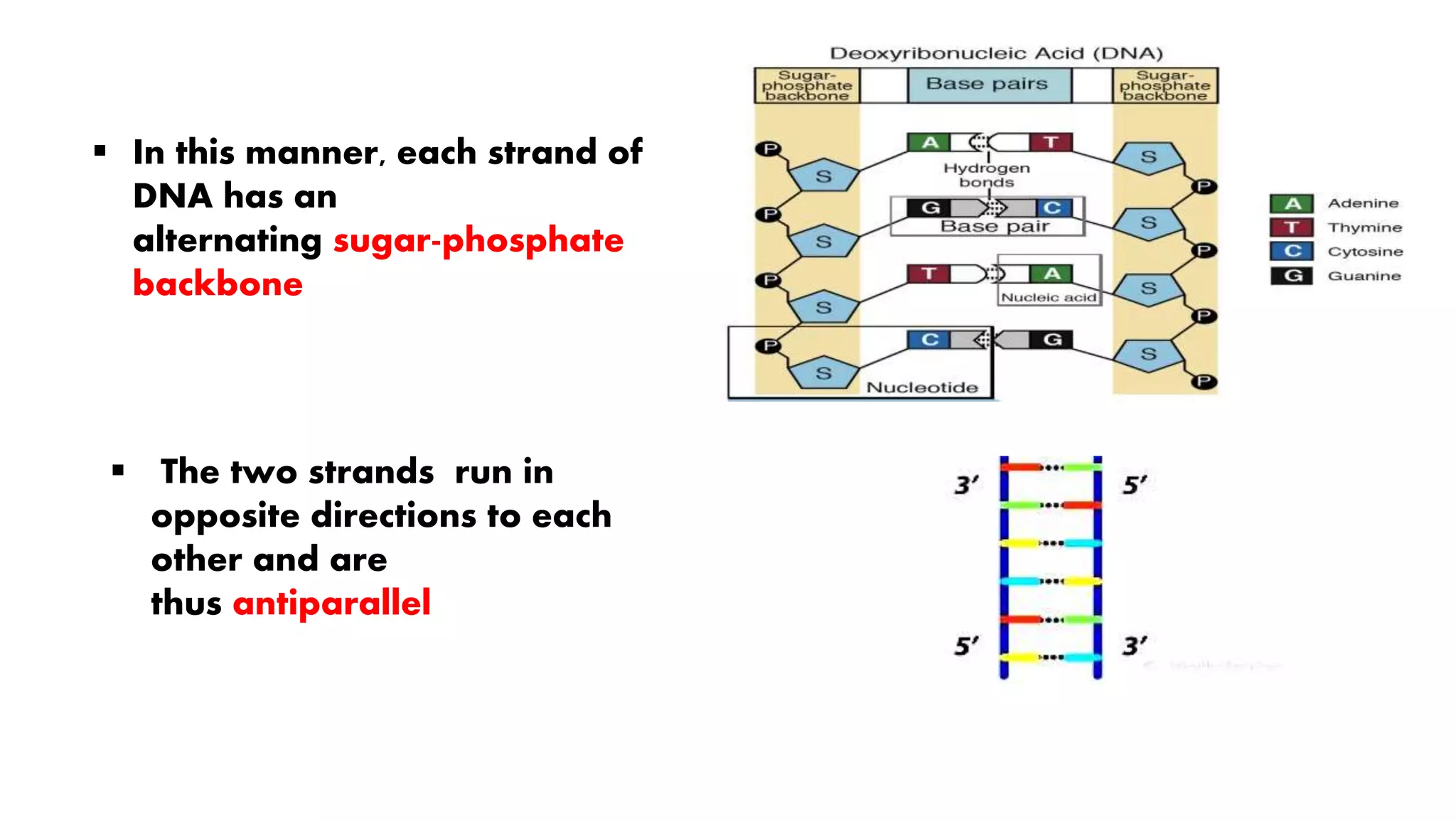 Structure of dna, its organization & functions, july 2020 | PPT
