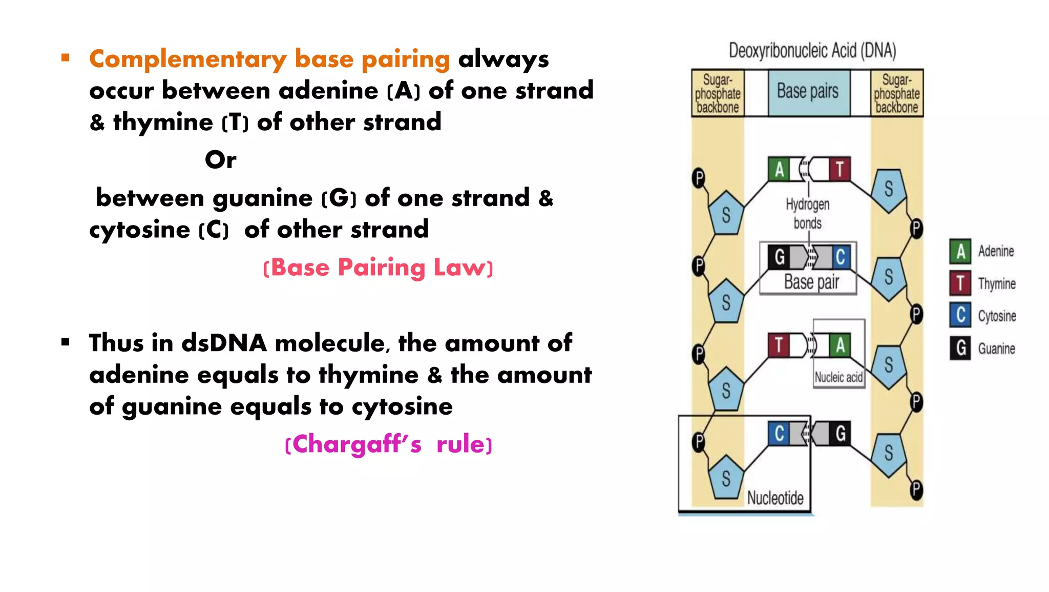 Structure of dna, its organization & functions, july 2020 | PPT