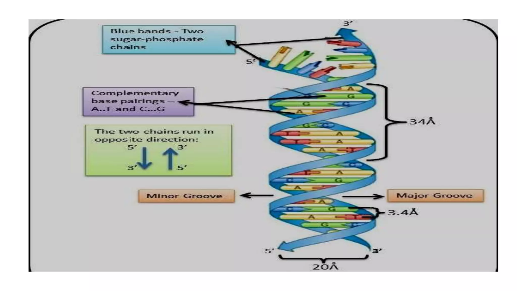 Structure of dna, its organization & functions, july 2020 | PPT