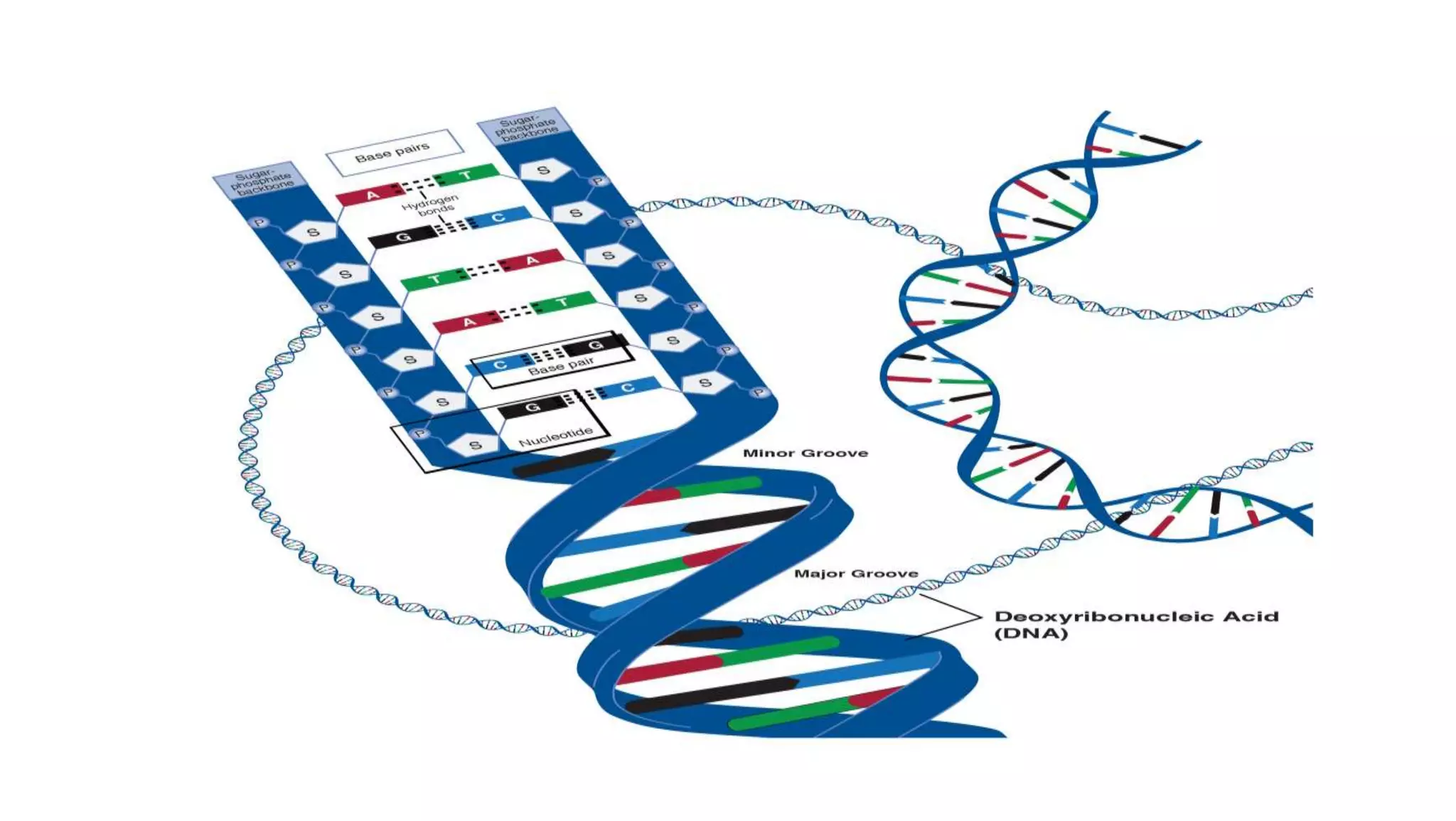 Structure of dna, its organization & functions, july 2020 | PPT