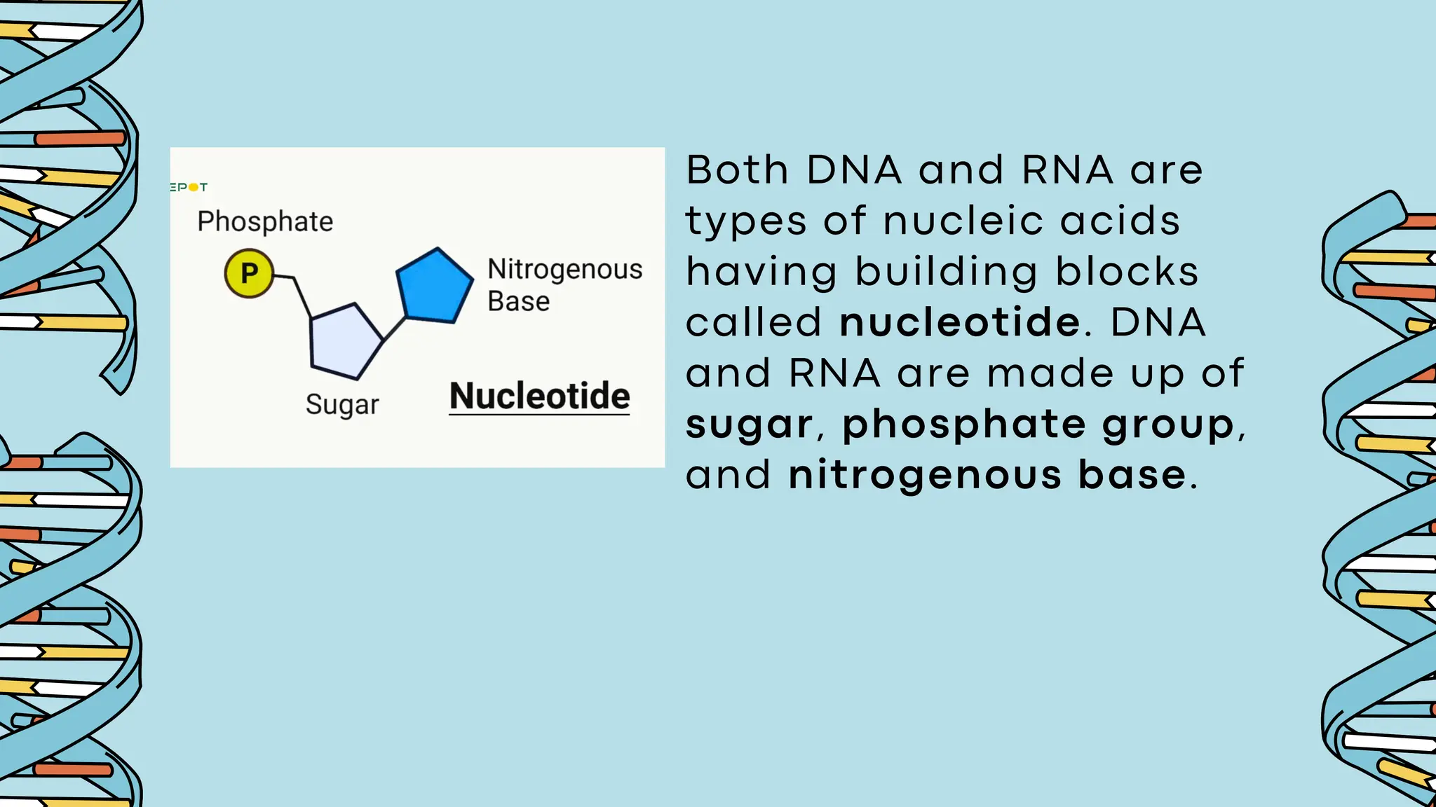 Structure of Dna and RNA Presentation.pdf