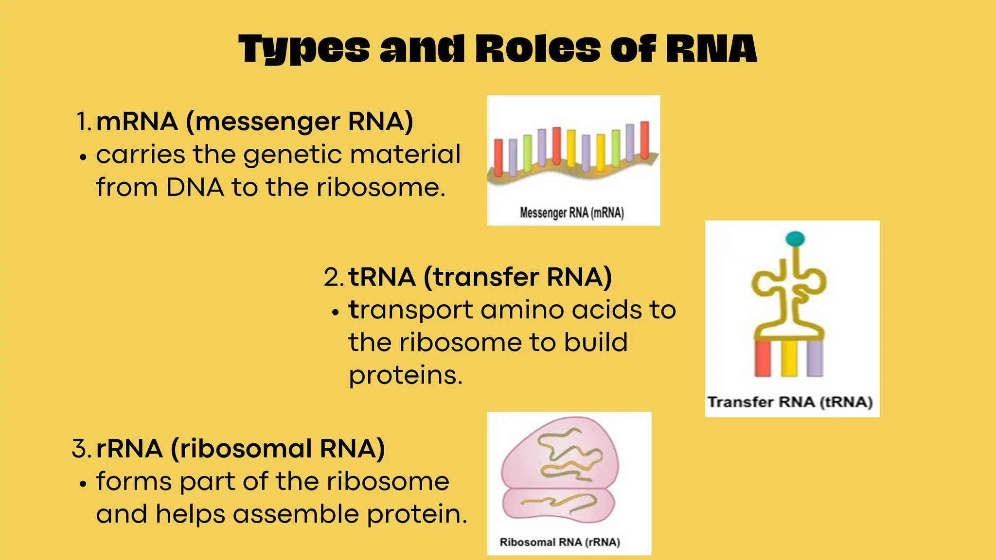 Structure of Dna and RNA Presentation.pdf