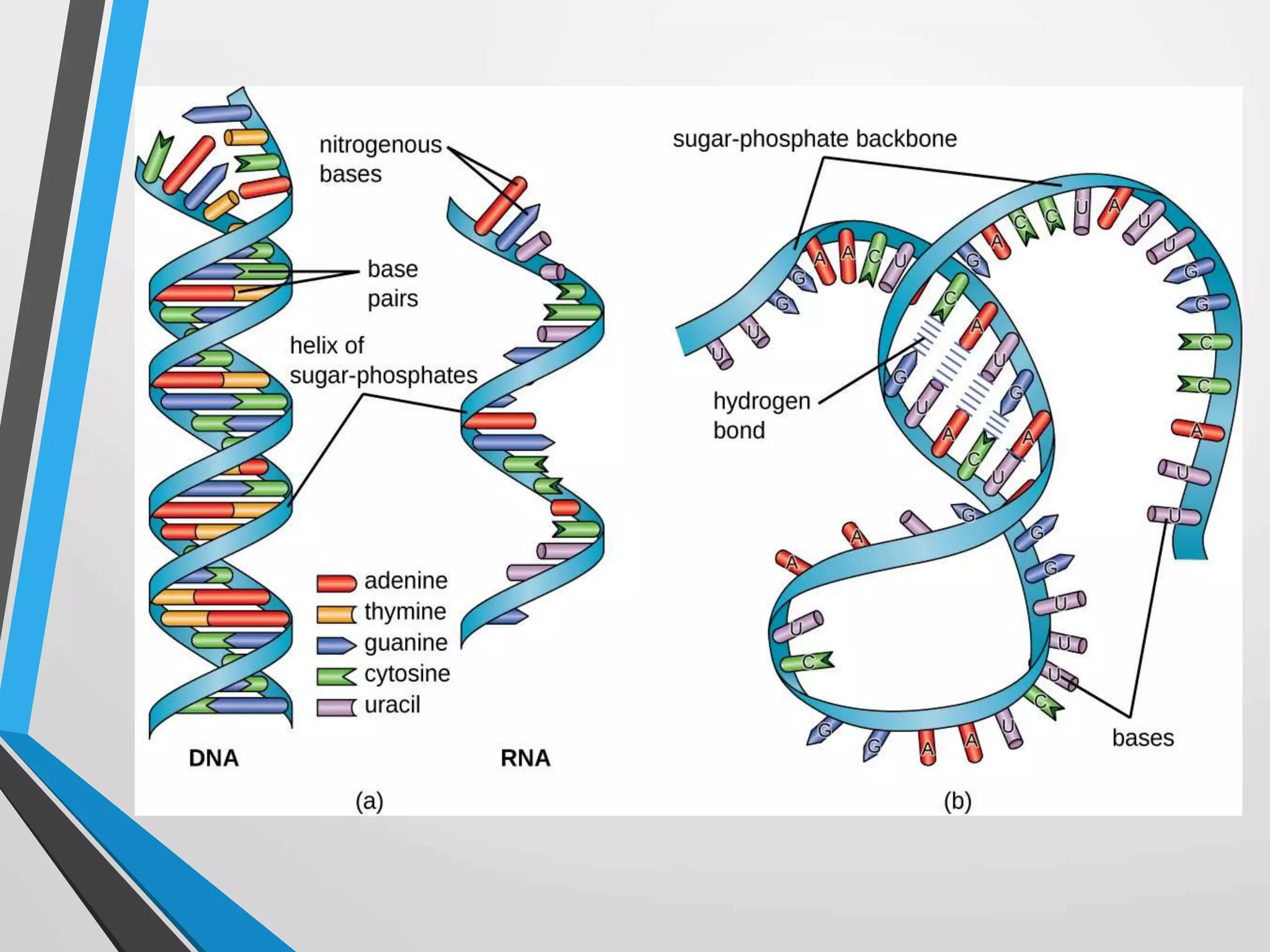 Structure of DNA replication & protein synthesis | PPTX