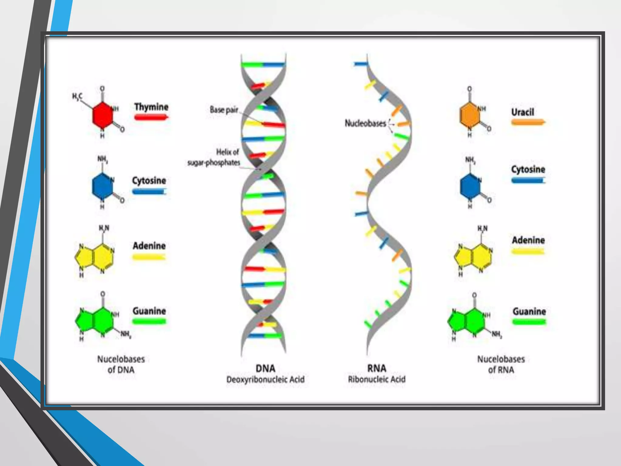 Structure of DNA replication & protein synthesis | PPT
