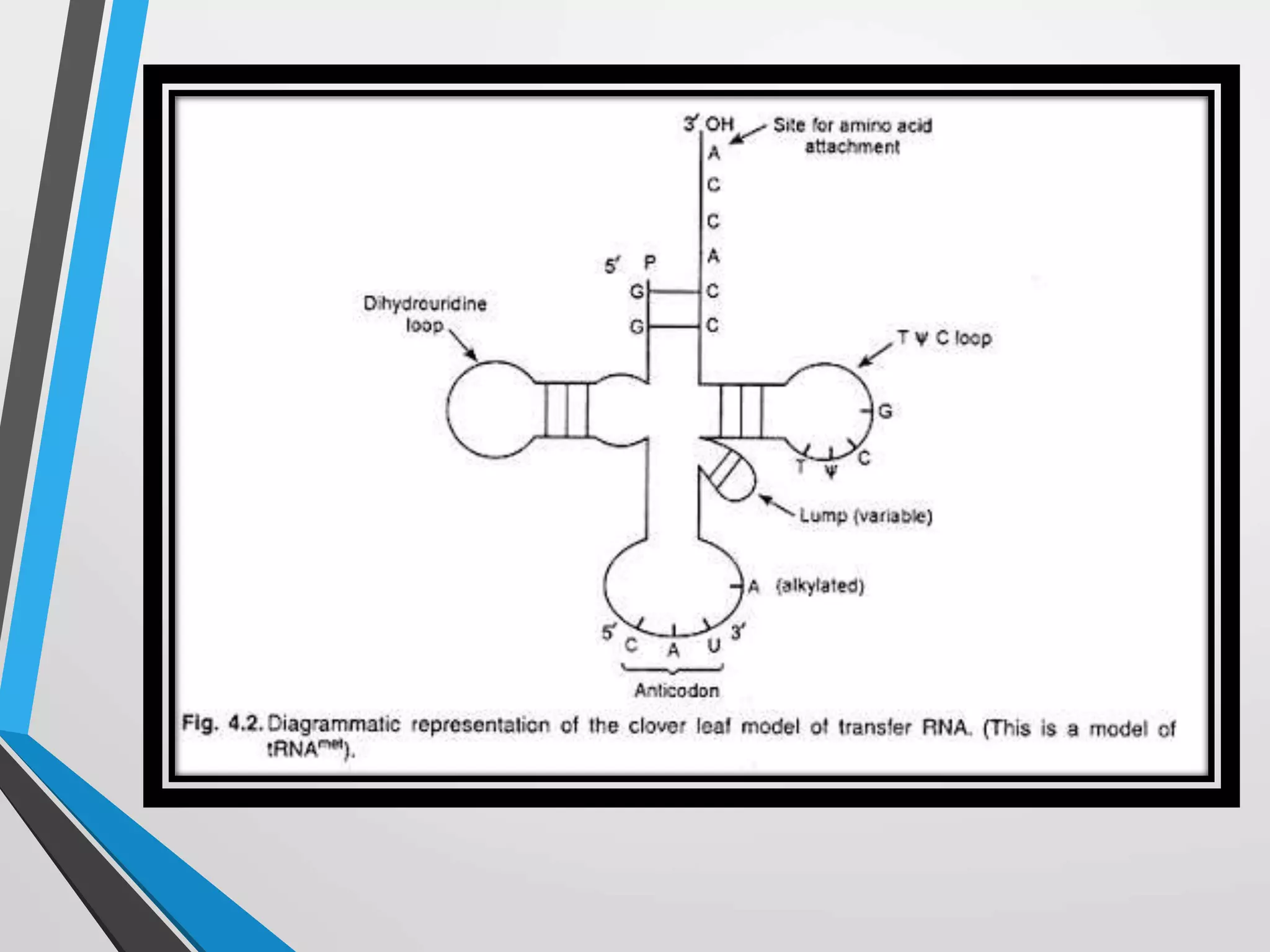 Structure of DNA replication & protein synthesis | PPTX