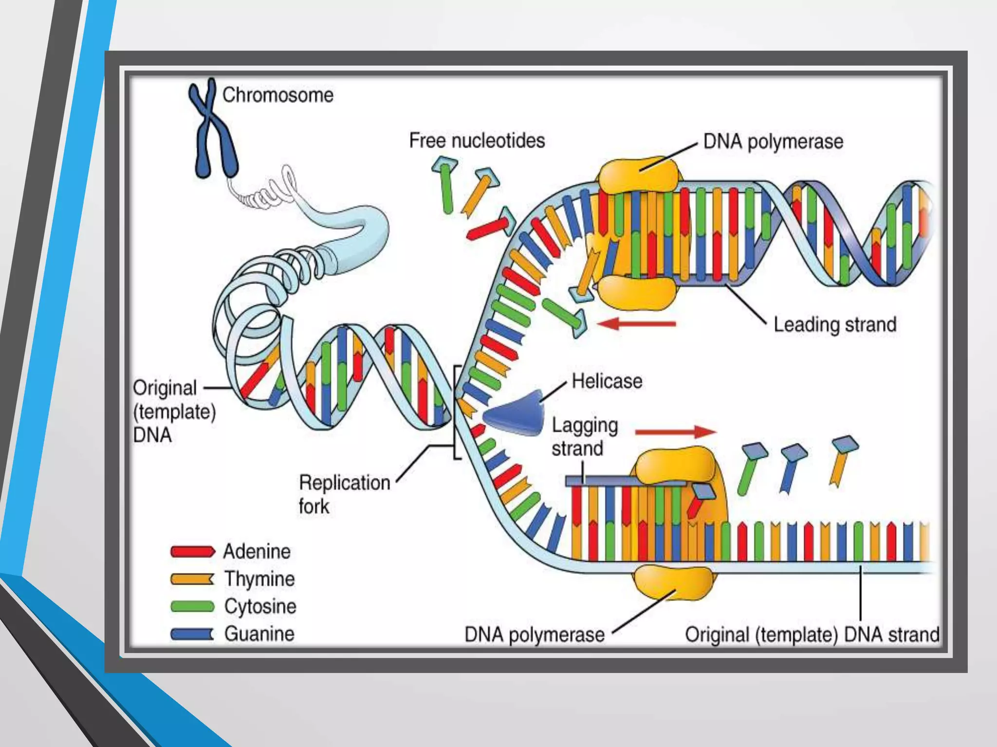 Structure of DNA replication & protein synthesis | PPT