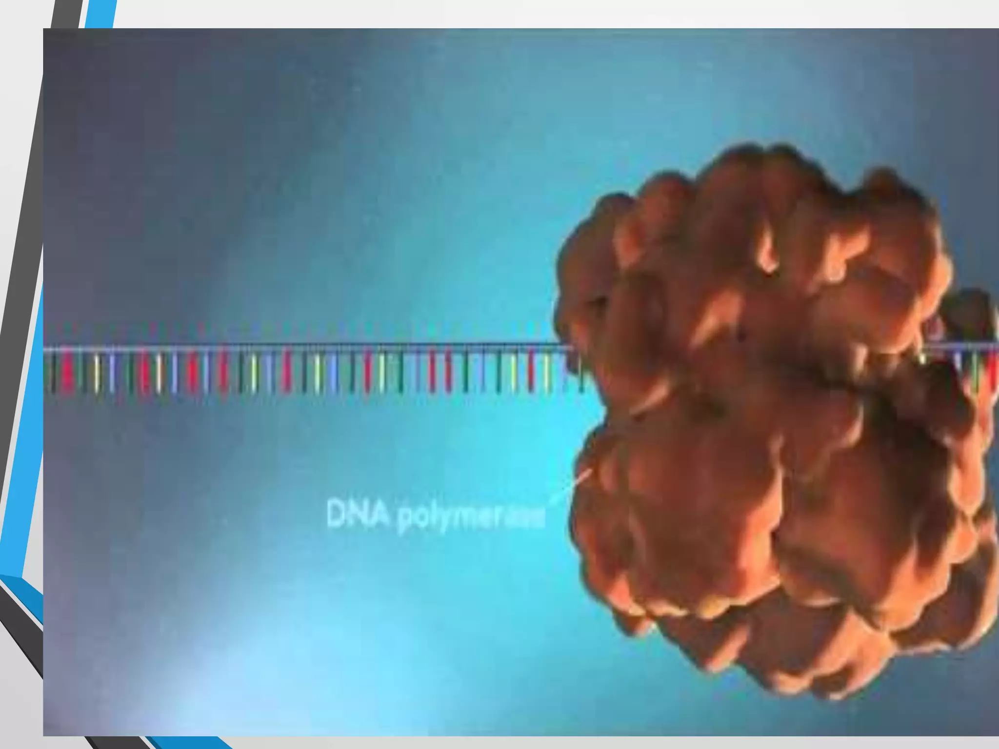 Structure of DNA replication & protein synthesis | PPTX