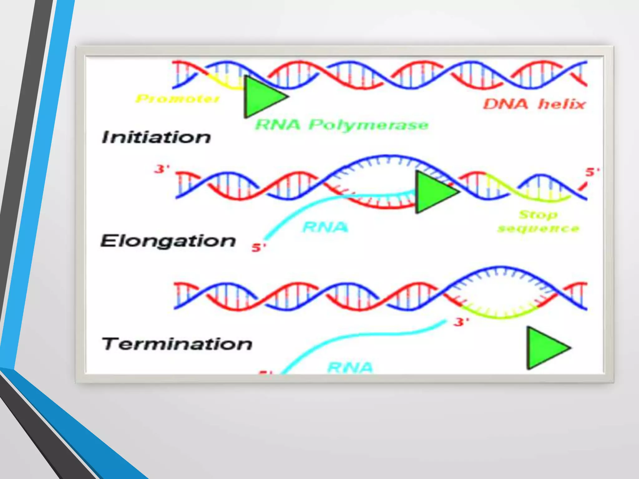 Structure of DNA replication & protein synthesis | PPT