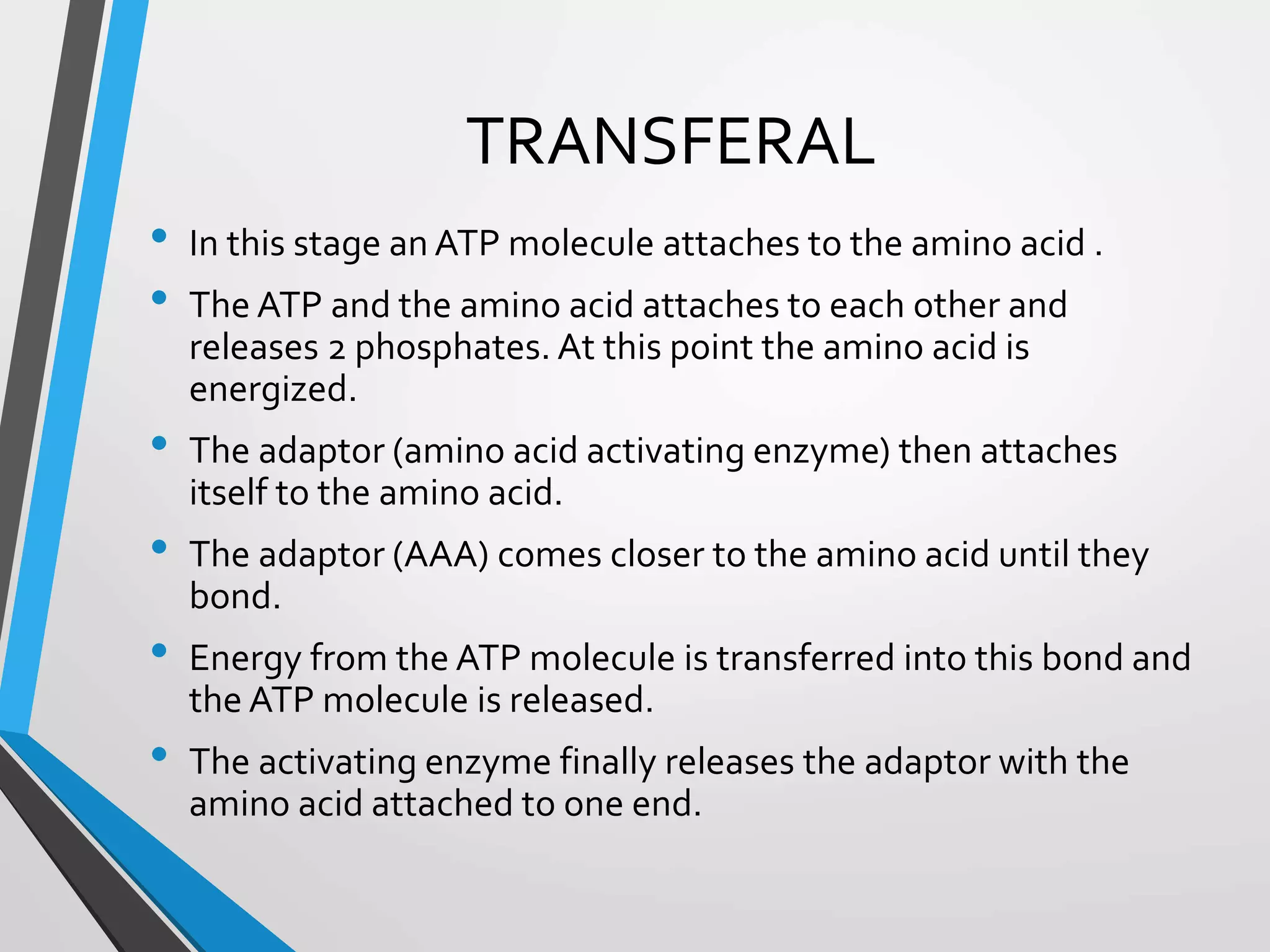 Structure of DNA replication & protein synthesis | PPTX