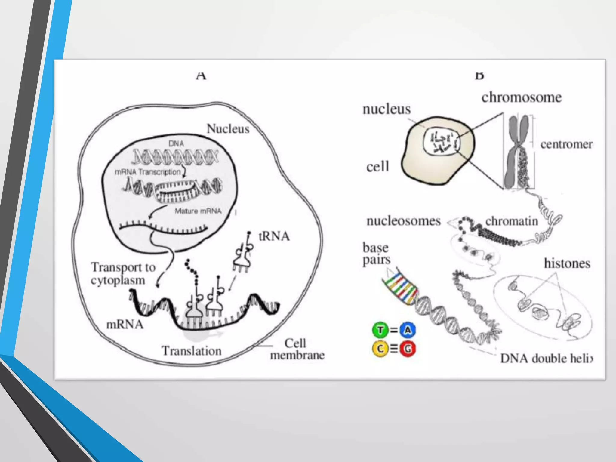 Structure of DNA replication & protein synthesis | PPTX