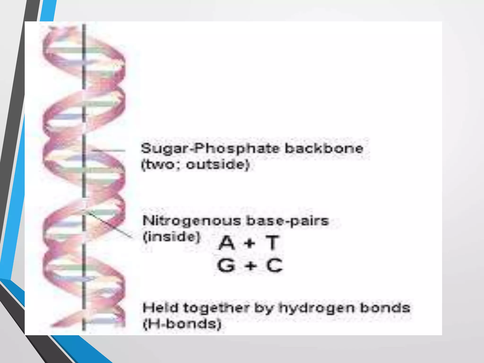 Structure of DNA replication & protein synthesis | PPTX