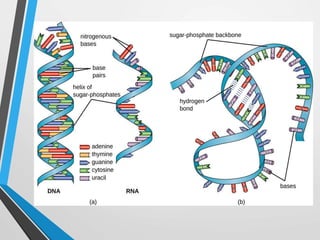 Structure of DNA replication & protein synthesis | PPT