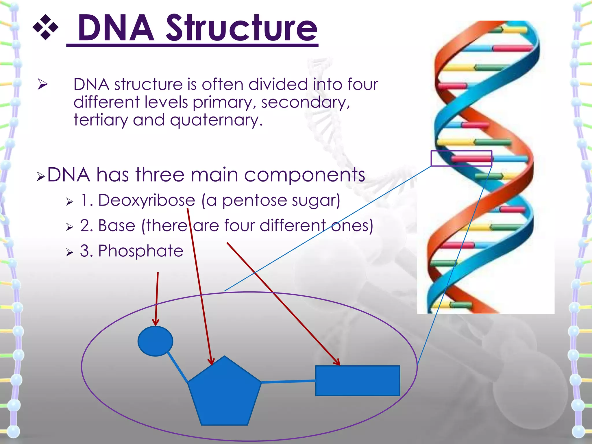 Structure of dna and rna | PPTX