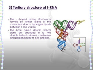 Tertiary Structure Of Dna
