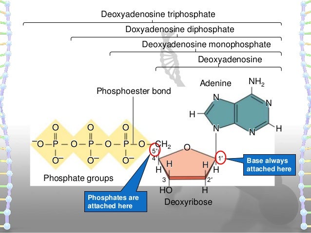 Structure of dna and rna