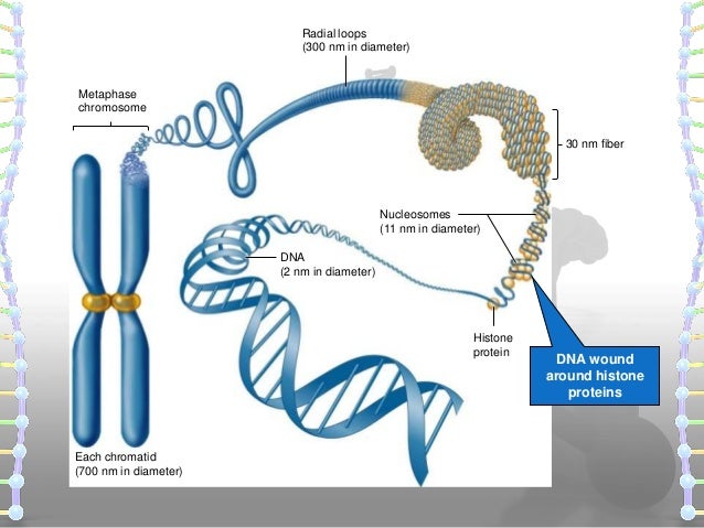 Structure of dna and rna