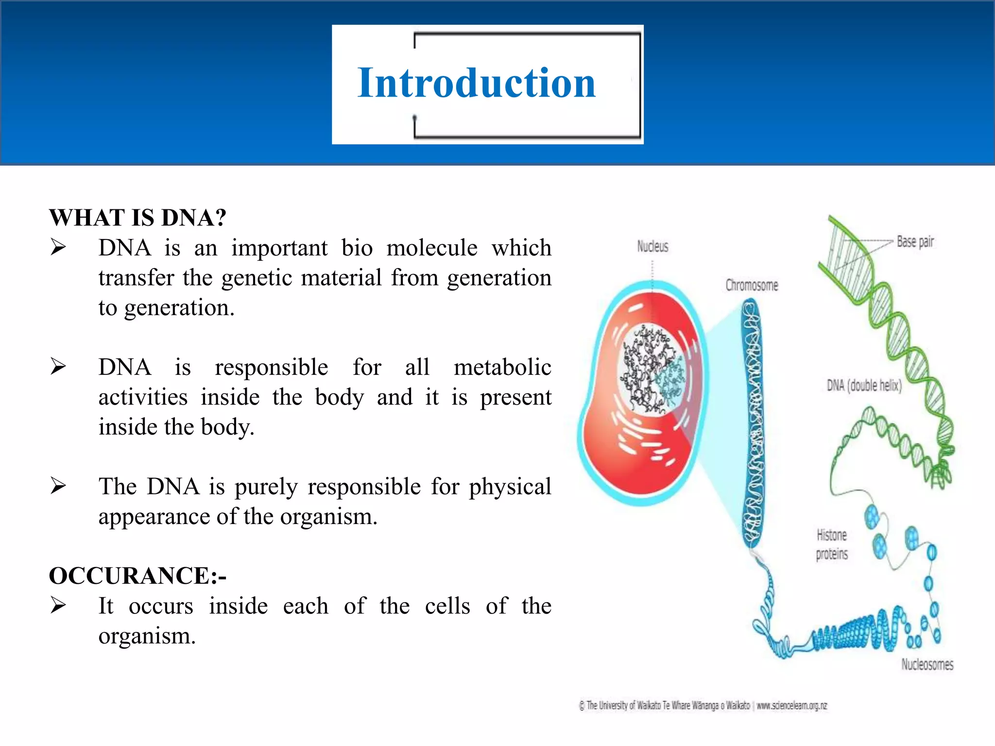 STRUCTURE OF DNA.pptx