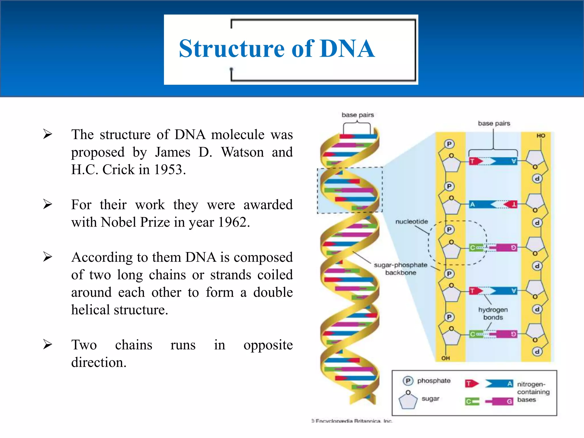 STRUCTURE OF DNA.pptx | Biological Sciences | Science